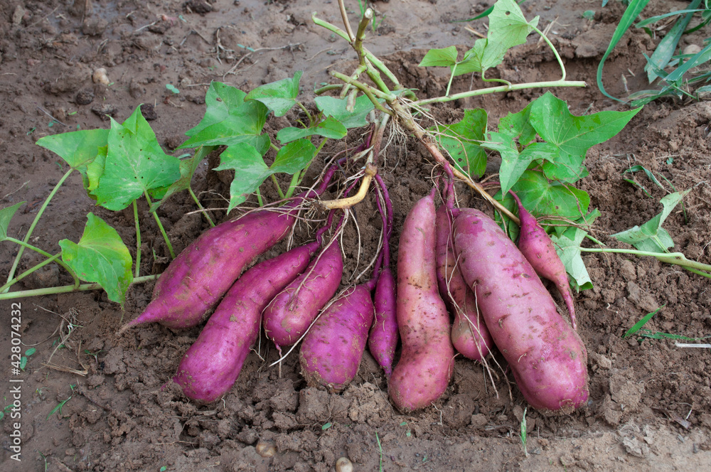 Infections And Diseases To Look Out For When Growing Sweet Potatoes In ...