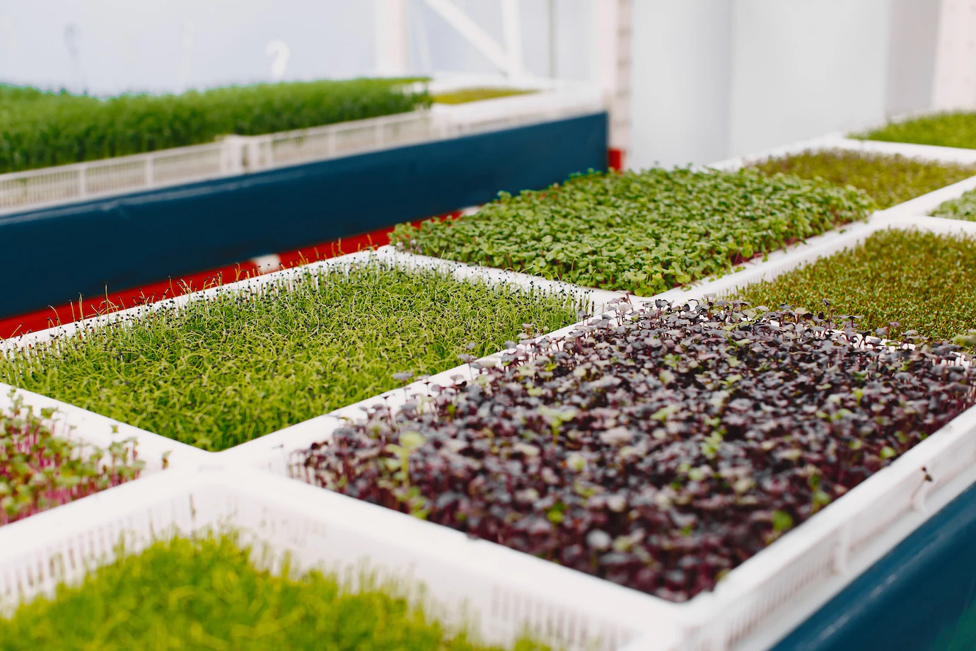 Horticulture: Growing and Nurturing a Diverse Range of Crops in South ...