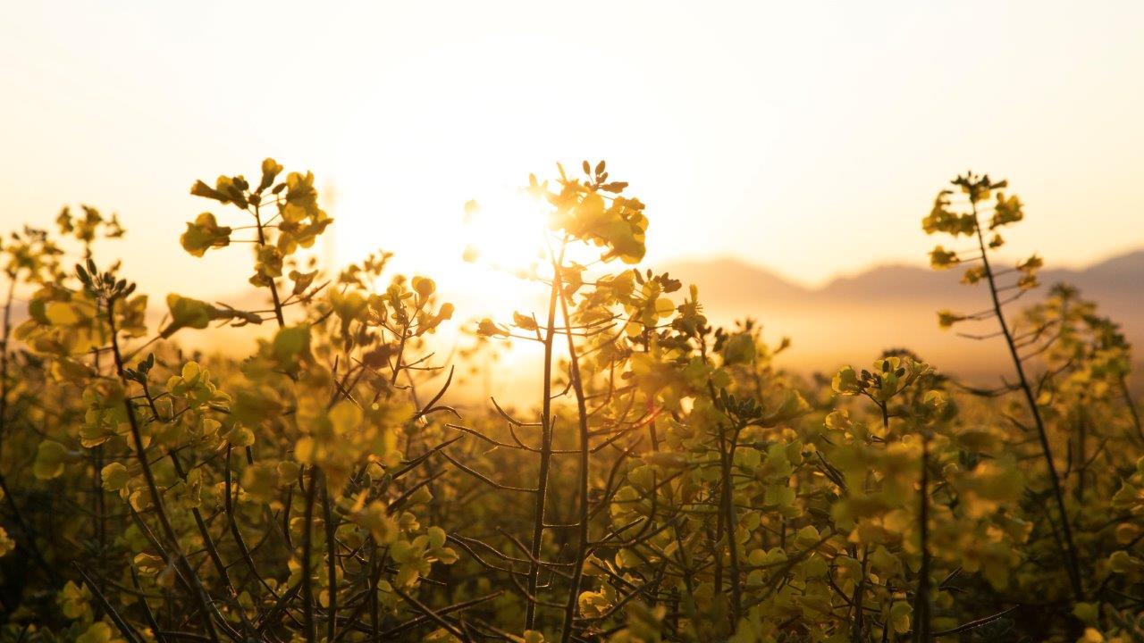 South Africa's Record-Breaking Canola Harvest Expected to Exceed ...