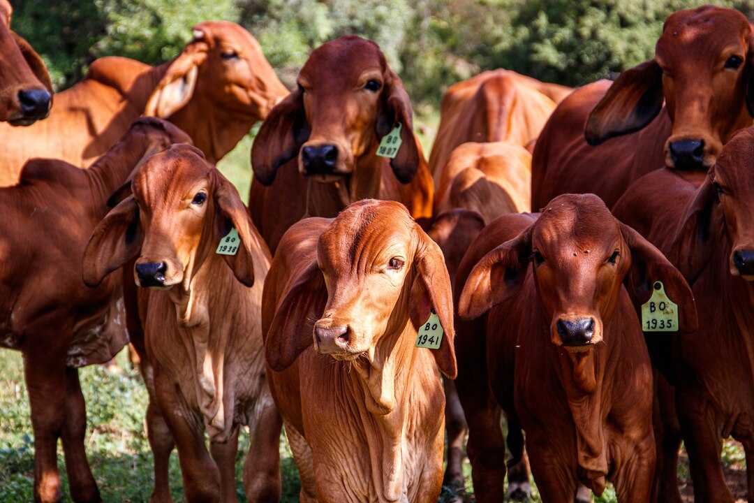 10 Things You Should Know About Breeding & Farming Brahman Cattle In ...