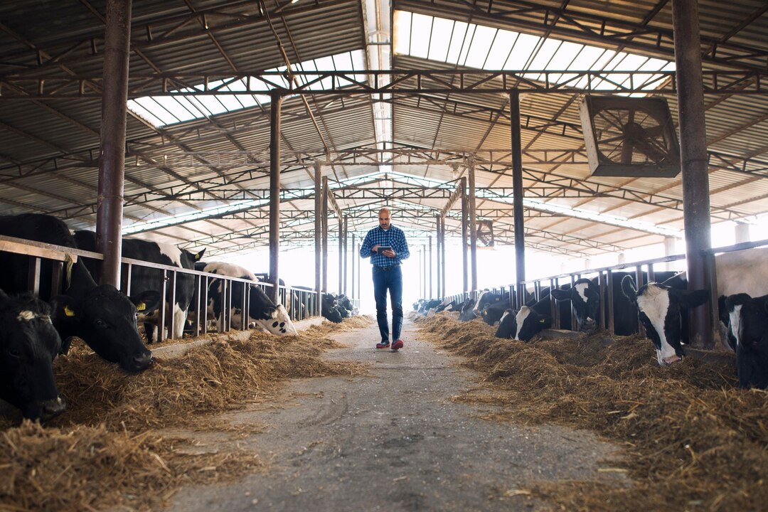 20 Ways To Prevent Cattle Theft On Your South African Farm - Farmers ...