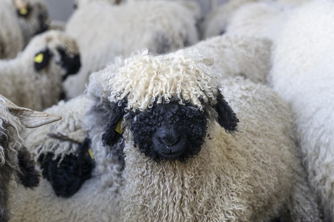 Sheep Farming: Wool, Meat, and More - Farmers Magazine South Africa