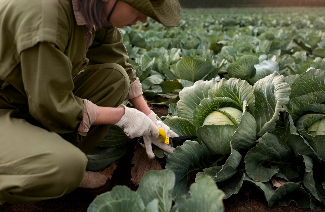 The Impact Of Genetically Modified Organisms (GMOs) On Farming ...