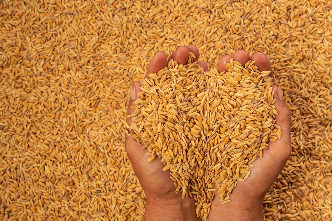 Techniques for Enhancing Quality and Yield in SA for Wheat - Farmers ...
