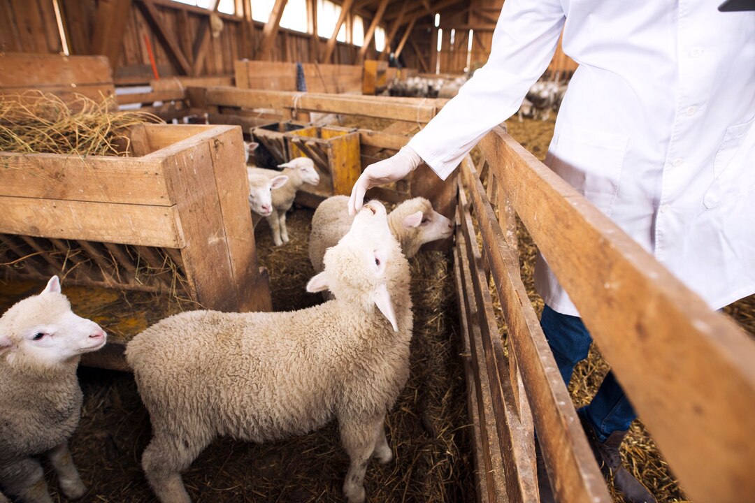 How to Safely Introduce New Animals to Your Farm - Farmers Magazine ...