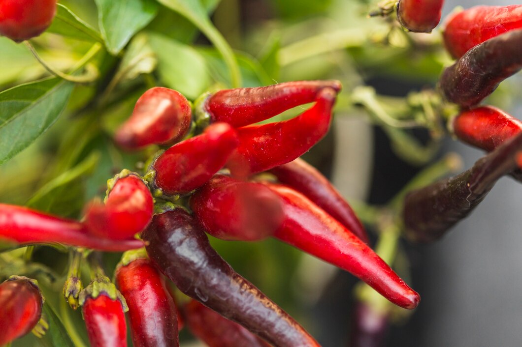 Techniques for Enhancing Quality and Yield of Chili Peppers in South ...