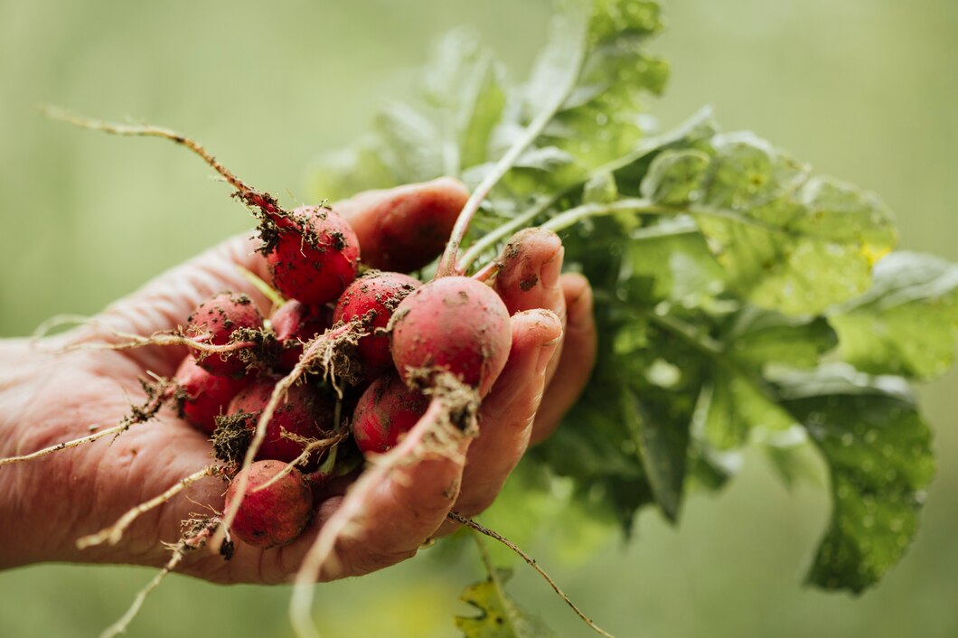 Growing Radishes: A Comprehensive Guide for South African Farmers ...