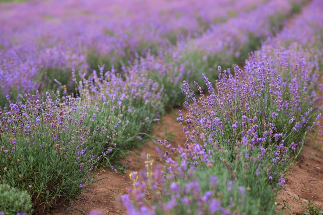 10 Early Signs Your Lavender Has Phytophthora Root Rot - Farmers ...