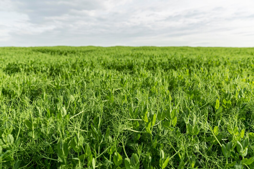 Introduction to Regenerative Agriculture: A Guide for South African ...