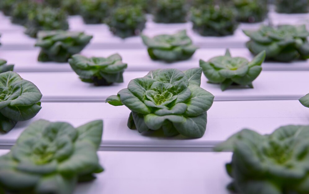 Hydroponic Cabbage Farming in Urban South Africa - Farmers Magazine ...