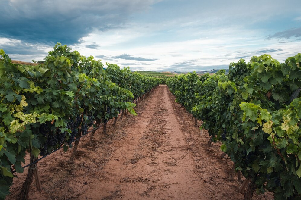 Drip Irrigation vs. Overhead Irrigation for Grapes - Farmers Magazine ...