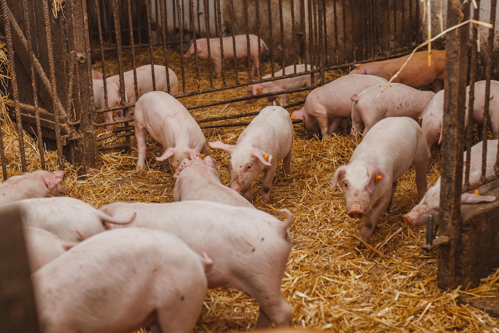 How to Start a Small-Scale Pig Farm in South Africa - Farmers Magazine ...