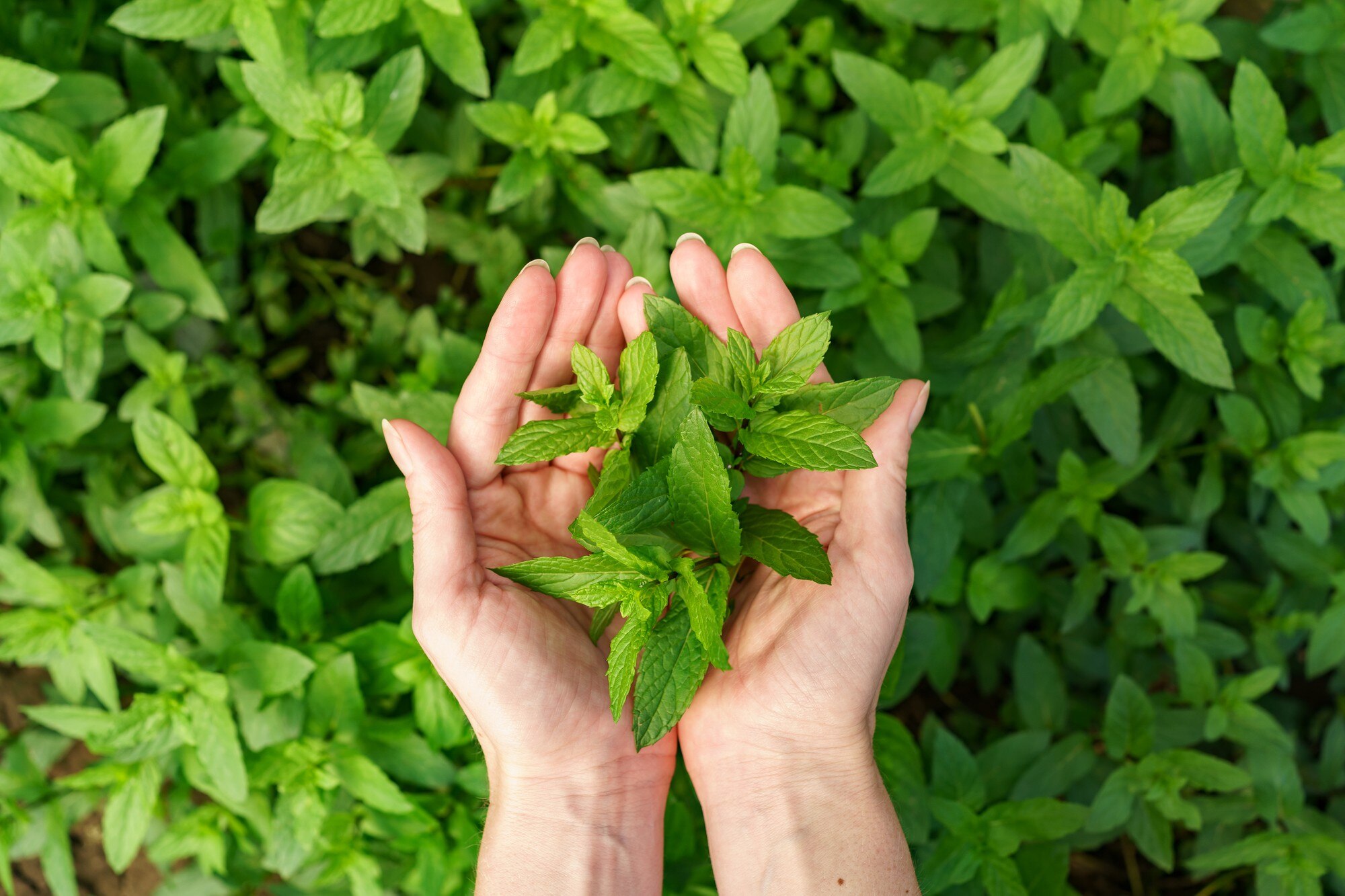 Horticulture Farming: Starting a Profitable Herb Farm - Farmers ...