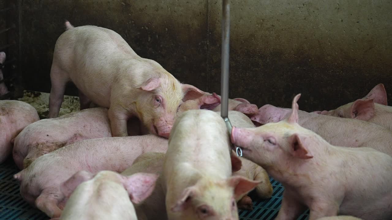 Profitable Pig Farming Models for South African Emerging Farmers ...
