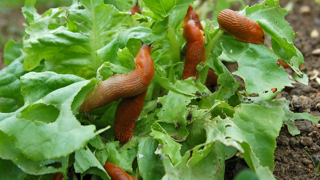 How to Prevent and Control Snail and Slug Infestations - Farmers ...