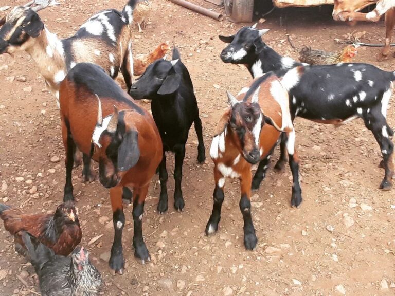 Vhutolo Khangale: Champion of Nguni Goats in Tswinga Village - Farmers ...