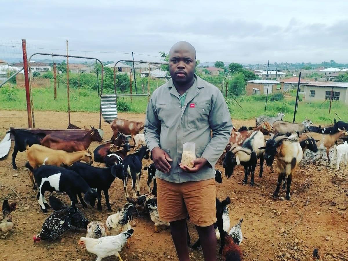 Vhutolo Khangale: Champion of Nguni Goats in Tswinga Village - Farmers ...