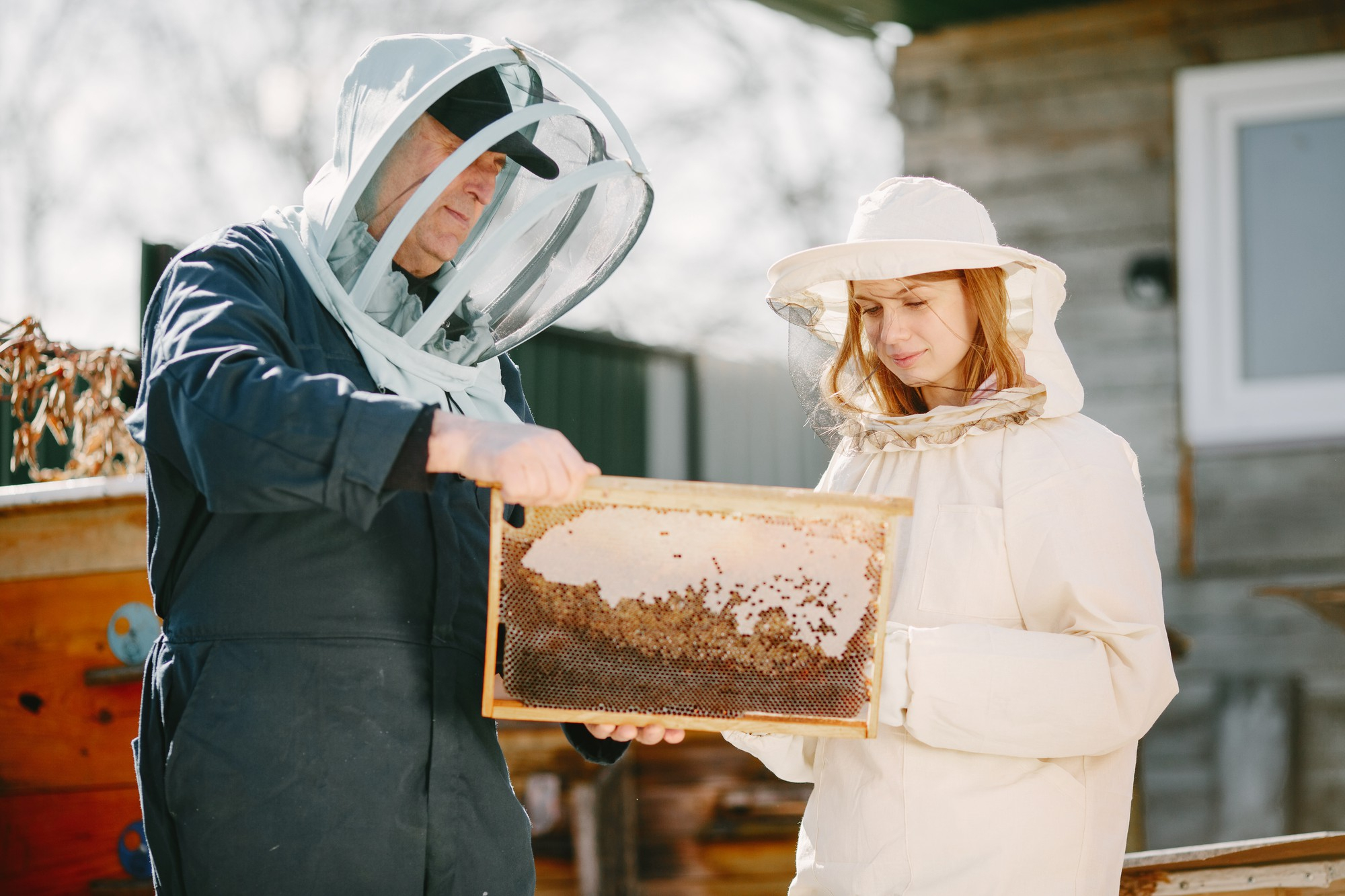 Beekeeping for Beginners in South Africa: Protecting Our Pollinators ...