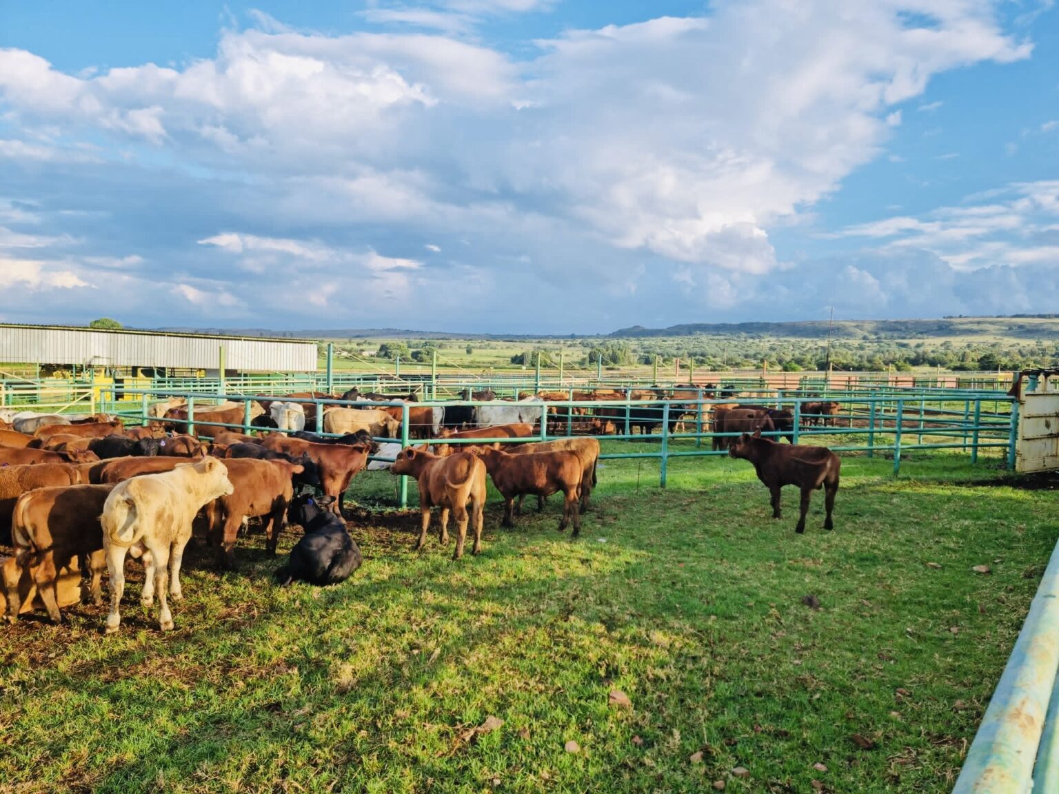 From Stethoscope to Stockman: Dr Obakeng Mfikwe’s Integrated Red-Meat ...