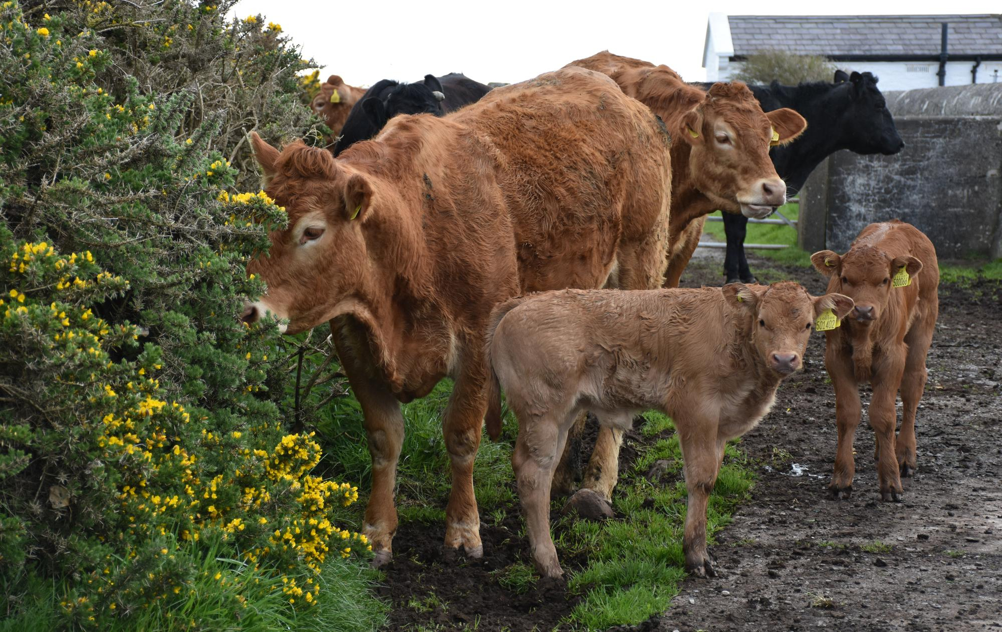 Breeding Seasons in South Africa: Timing for Maximum Calving Success ...