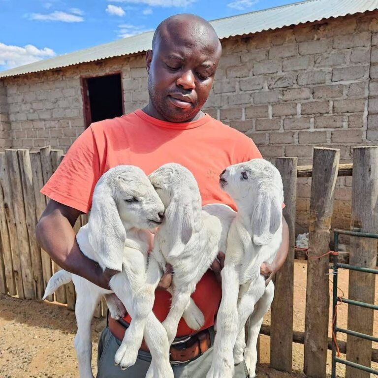 Emmanuel Mudau Turns Passion for Livestock into Thriving Sheep and Goat ...