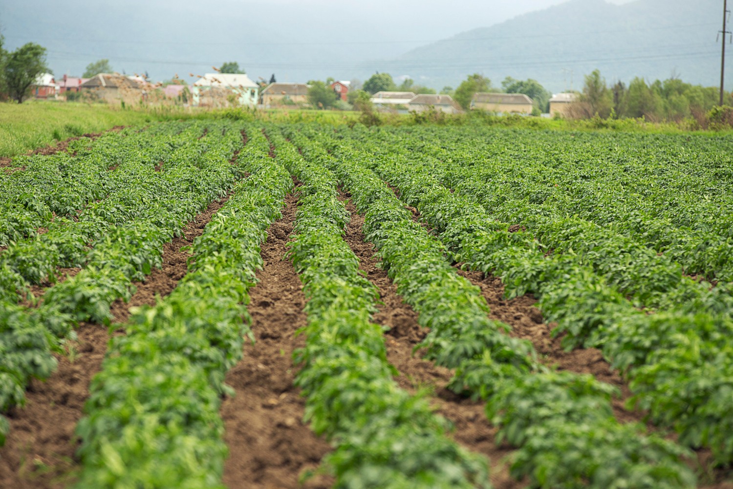 Potato Farming Guide for Beginners in South Africa - Farmers Magazine ...