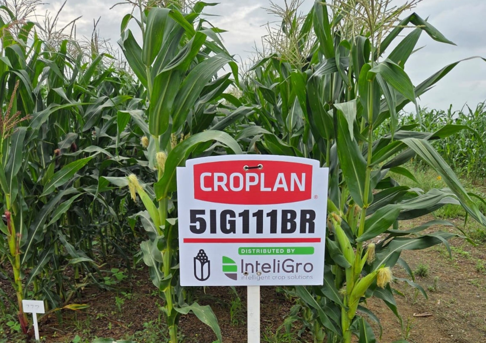 InteliGro Introduces Croplan® Seed Brand to South African Market ...