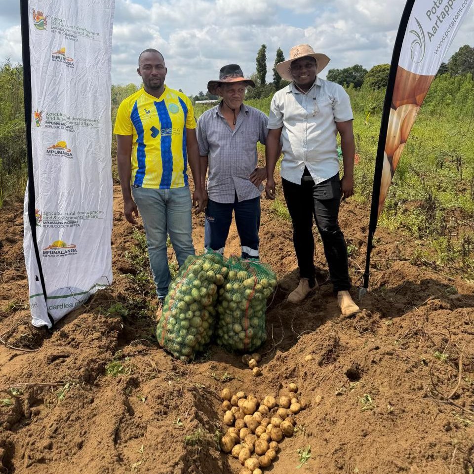 Valor Potato Cultivar Proves Ideal for Leeuport Soil Through Successful ...