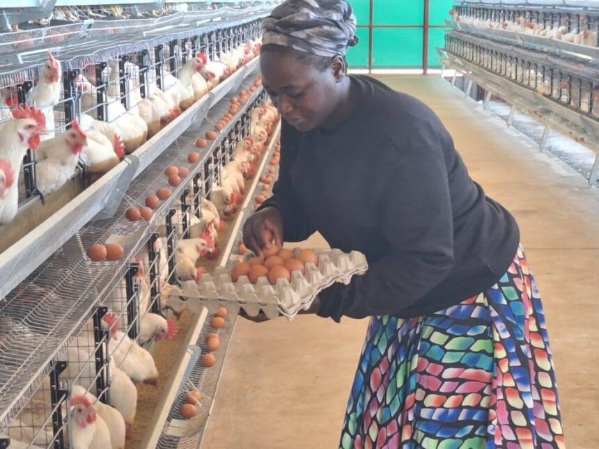 Limpopo Youth Farming Success Story Shows Strong Impact of Agricultural ...