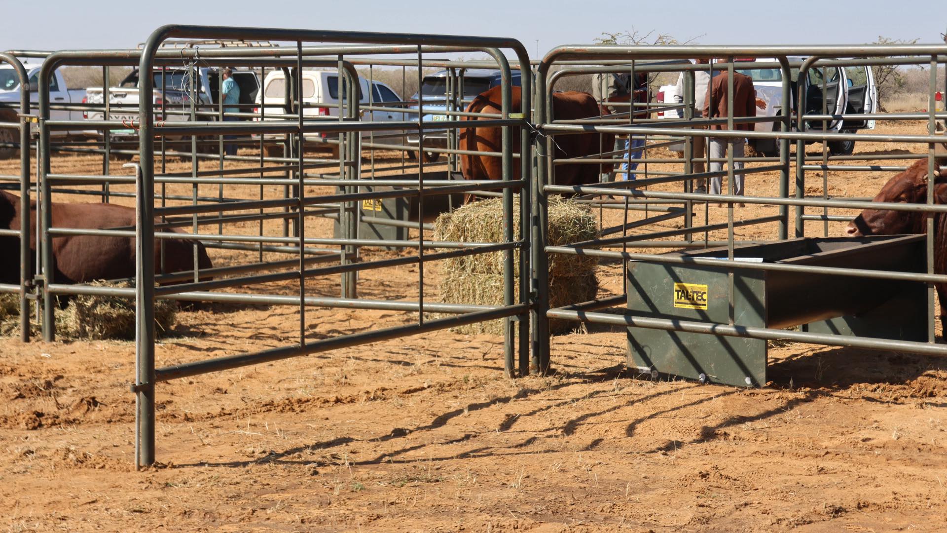 President Cyril Ramaphosa Leads Livestock Boost Through Bull Handover ...