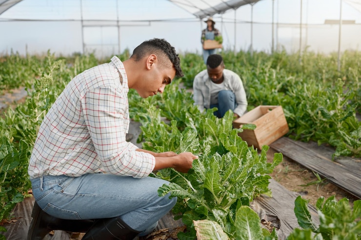 How to Start Spinach Farming in South Africa - Farmers Magazine South ...