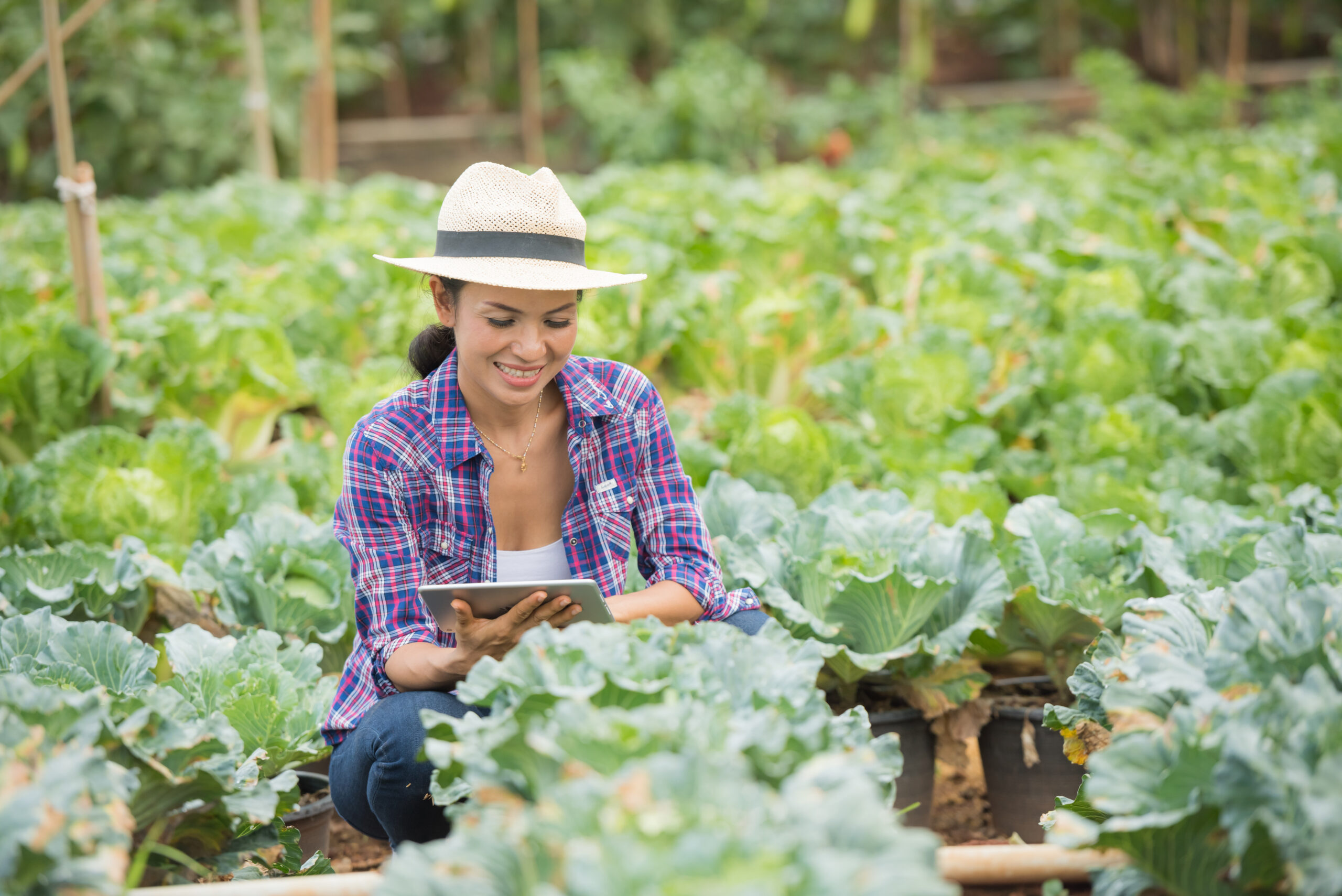 Step-by-Step Guide to Vegetable Farming in South Africa - Farmers ...
