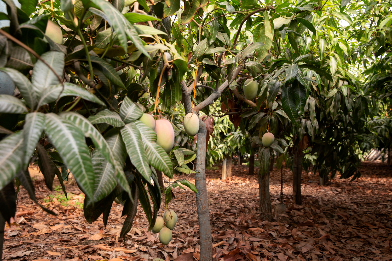 Mango Farming Guide for South Africa - Farmers Magazine South Africa