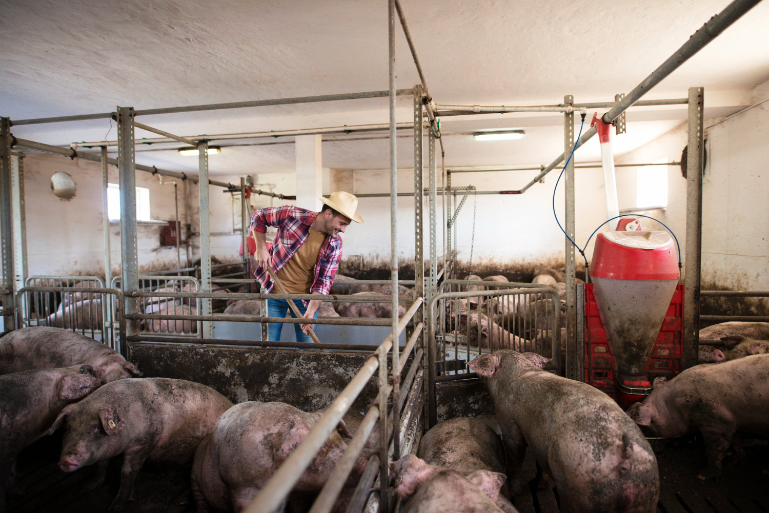 Starting a Pig Farm (Pork Production) in South Africa - Farmers ...