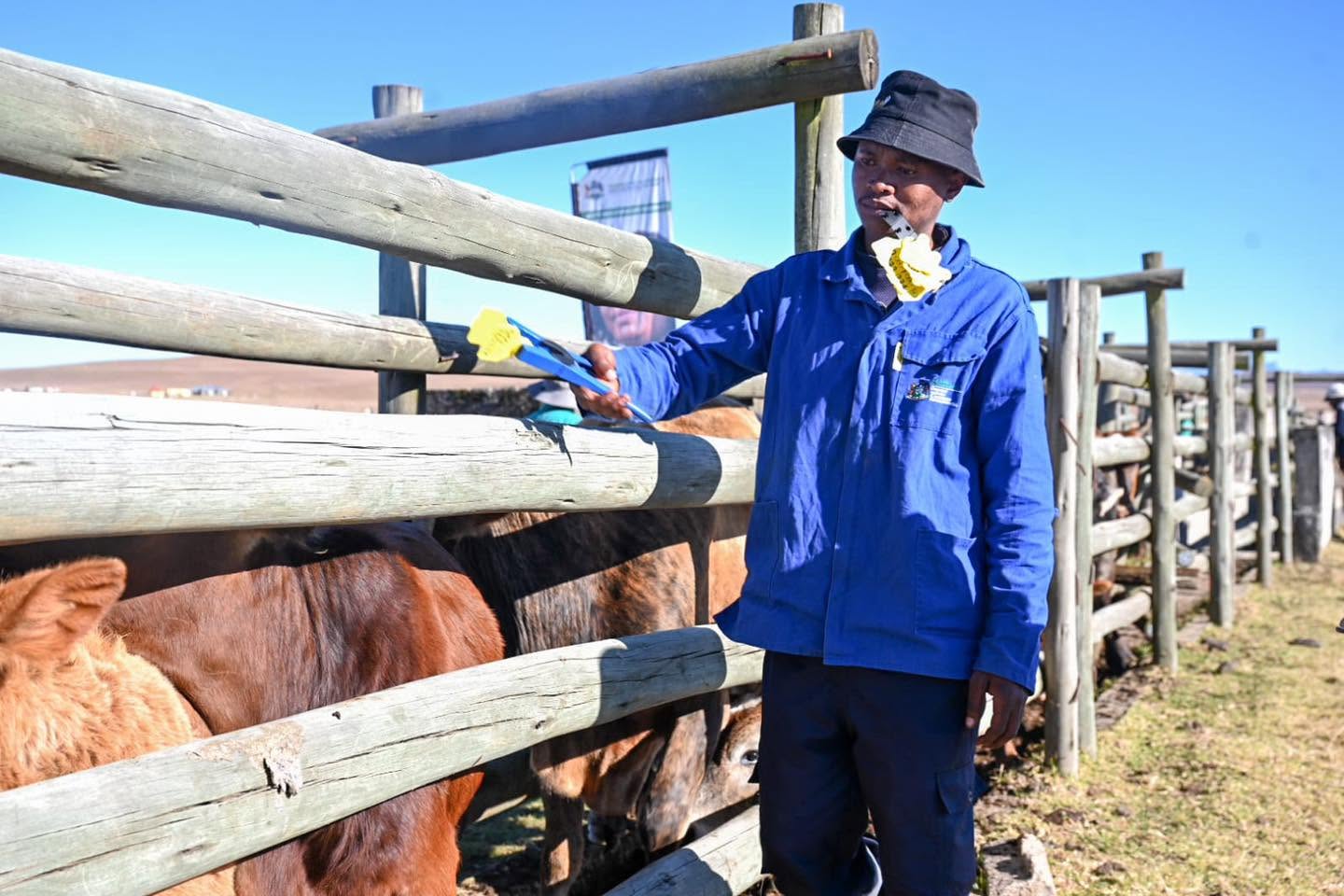 Livestock Vaccination and Tagging Drive Gains Strong Momentum in ...